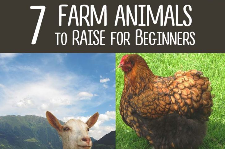 6 Best Farm Animals To Raise When You’Re Just Starting Out – ISTB