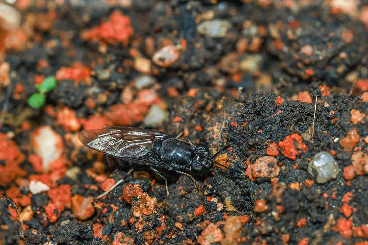 The Secret To Getting Rid of Flies Outside and Inside the Home