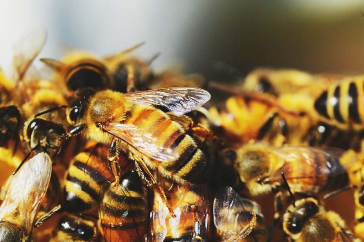 8 Things That Are Killing the Bees (and How Can YOU Save Them)