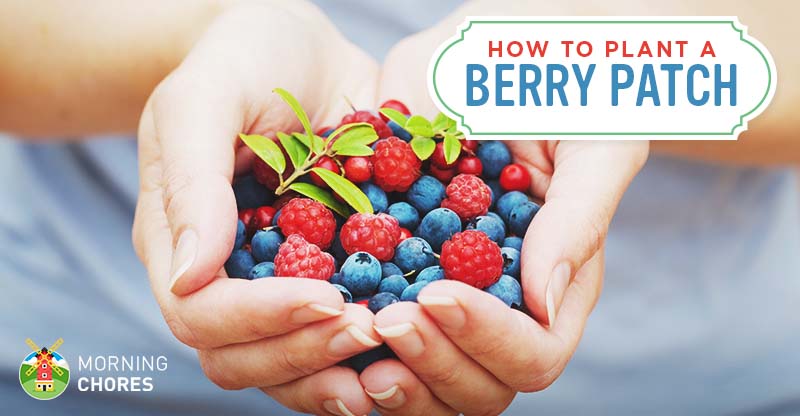 Growing Berries: How to Plant a Berry Patch (Strawberries, Blueberries ...