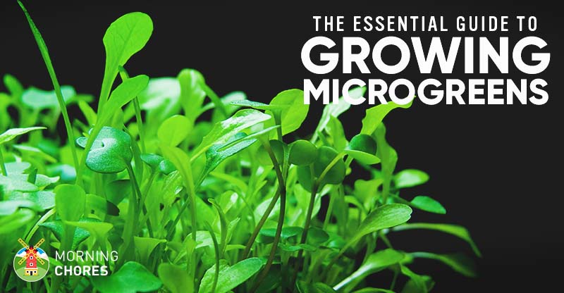 Microgreens: What It Is and How to Grow 42 Microgreen Varieties