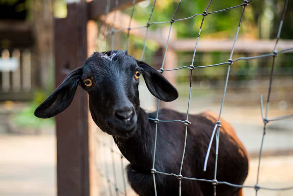 Goat Fencing: Important Tips to Consider to Build the Perfect Fence
