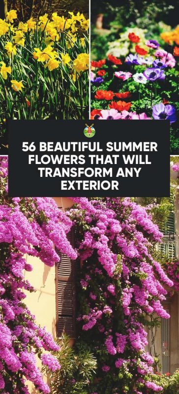56 Beautiful Summer Flowers That Will Transform Any Exterior