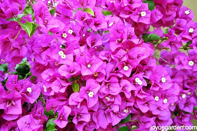 56 Beautiful Summer Flowers That Will Transform Any Exterior