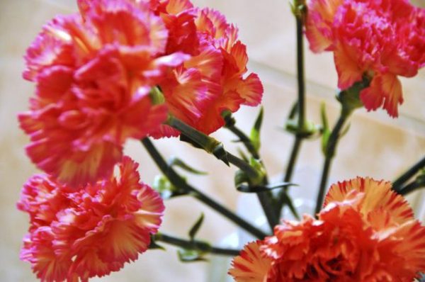 56 Beautiful Summer Flowers That Will Transform Any Exterior - Page 2 of 3