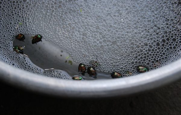 9 Effective Solutions on How to Get Rid of Japanese Beetles