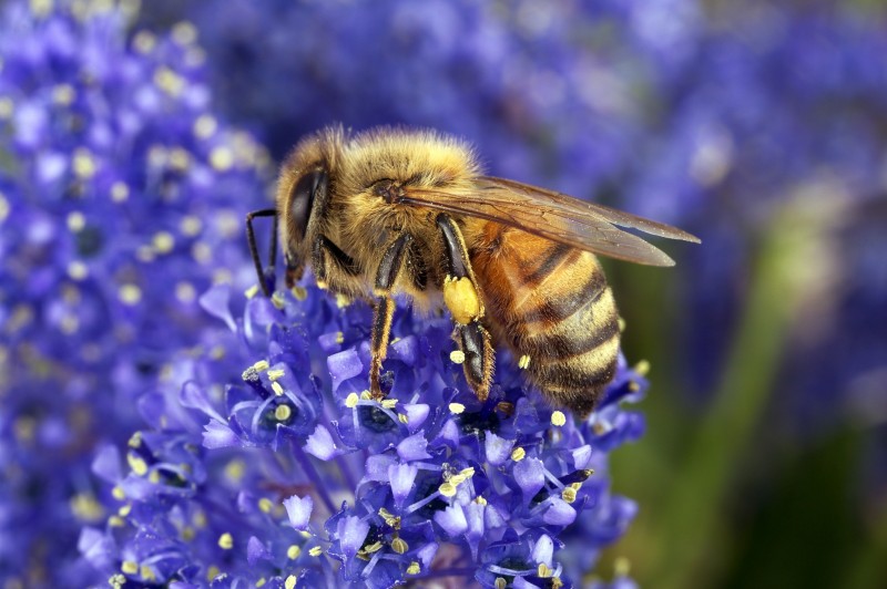 How Honey is Made: 9 Impressive Steps Honeybees Make Honey