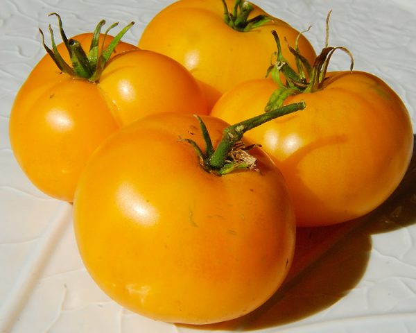 15 of the Absolute Best Tomato Varieties You Should Plant in Your Garden