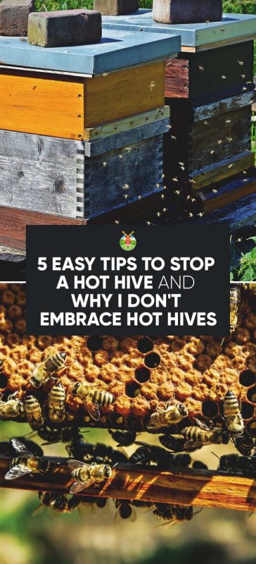 5 Easy Tips to Stop a Hot Hive and Why I Don't Embrace Hot Hives