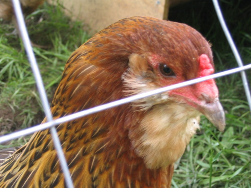 Chicken Breeds That Lay Blue, Green, Pink, White, and Other Egg Colors
