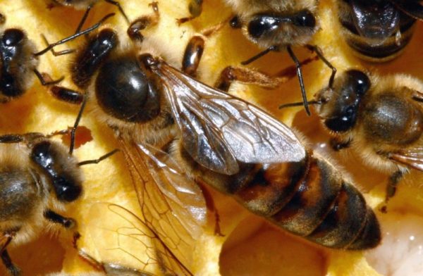5 Easy Tips to Stop a Hot Hive and Why I Don't Embrace Hot Hives