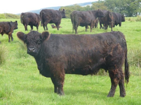 30 Best Cow Breeds for Meat and Milk You'll Want to Know About