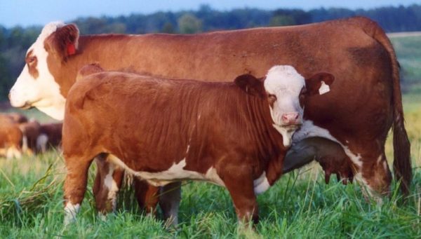 30 Best Cow Breeds for Meat and Milk You'll Want to Know About