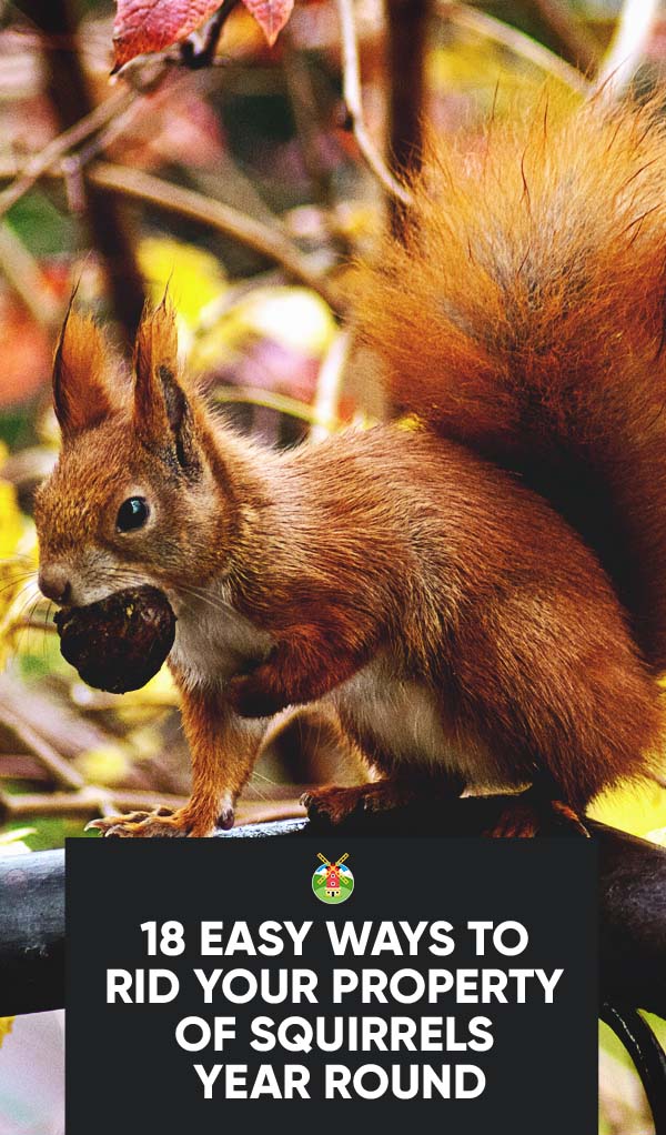 18 Easy Ways to Get Rid of Squirrels from Your Property Year Round