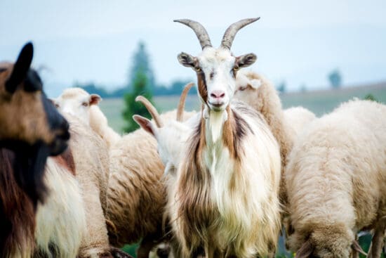 31 Goat Breeds for Milk, Meat, & Fiber You'll Need on the Farm