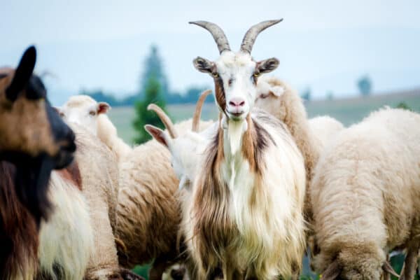 31 Goat Breeds for Milk, Meat, & Fiber You'll Need on the Farm