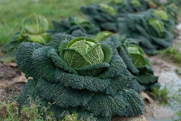 Crop Rotation: How to Do It to Keep Your Garden Healthy and Balanced