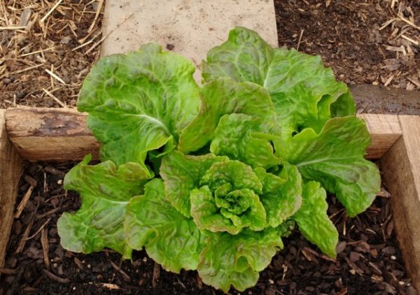 How to Grow a Salad Garden from Seed to Table