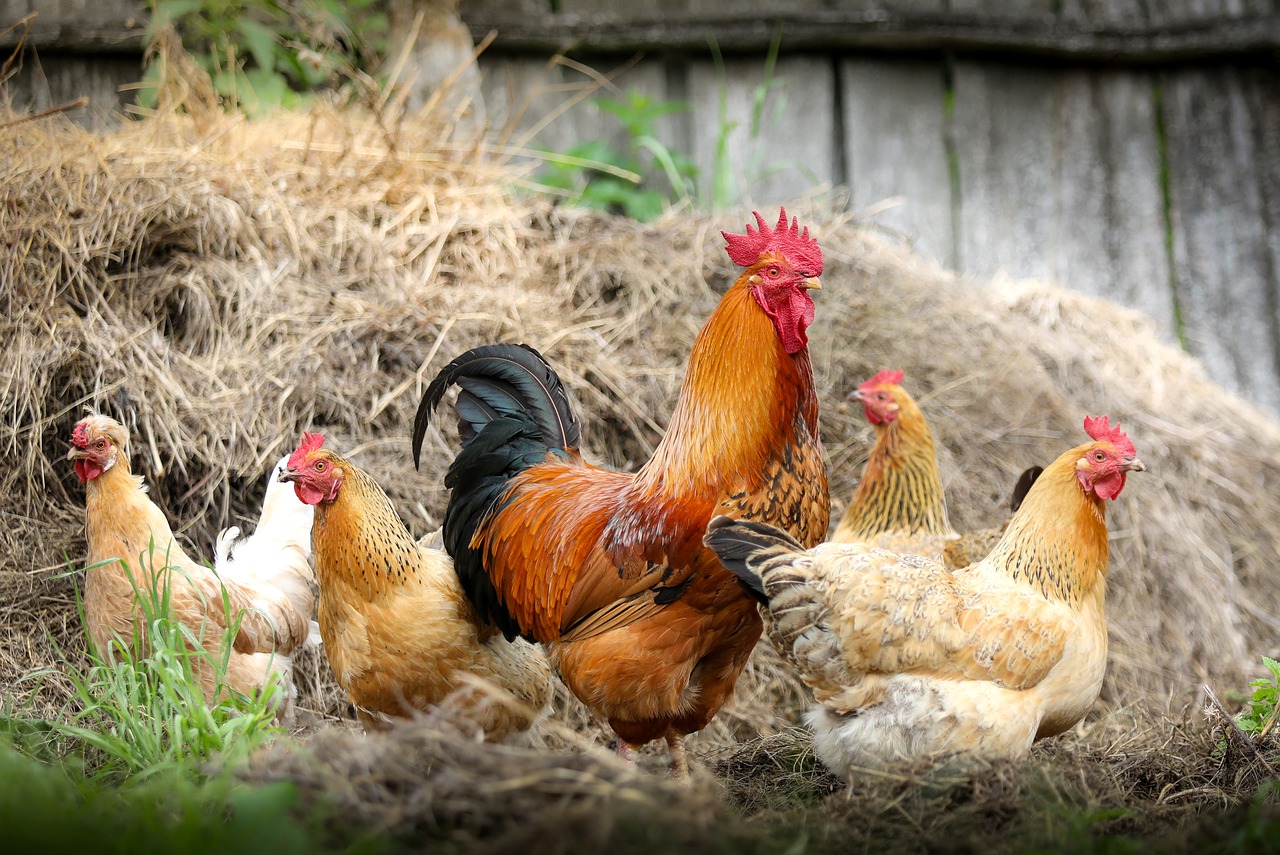 6 Easy Ways to Get Rid of Chicken Lice in Your Coop for Good