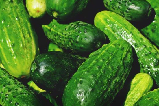 Growing Capers: How to Plant, Grow, and Care for the Caper Bush