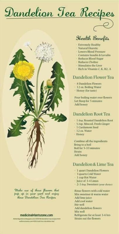 4 Easy Methods to Make Healthy Dandelion Tea and 13 Recipes to Try Out