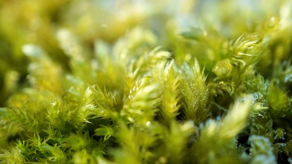 23 Gorgeous Terrarium Plants to use in Your New Terrarium