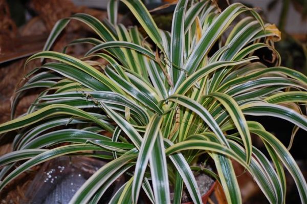 23 Gorgeous Terrarium Plants to use in Your New Terrarium