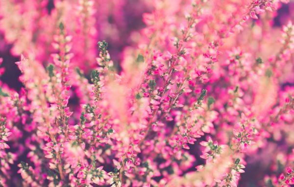43 Acid-Loving Plants That Will Grow Well on Acidic Soil