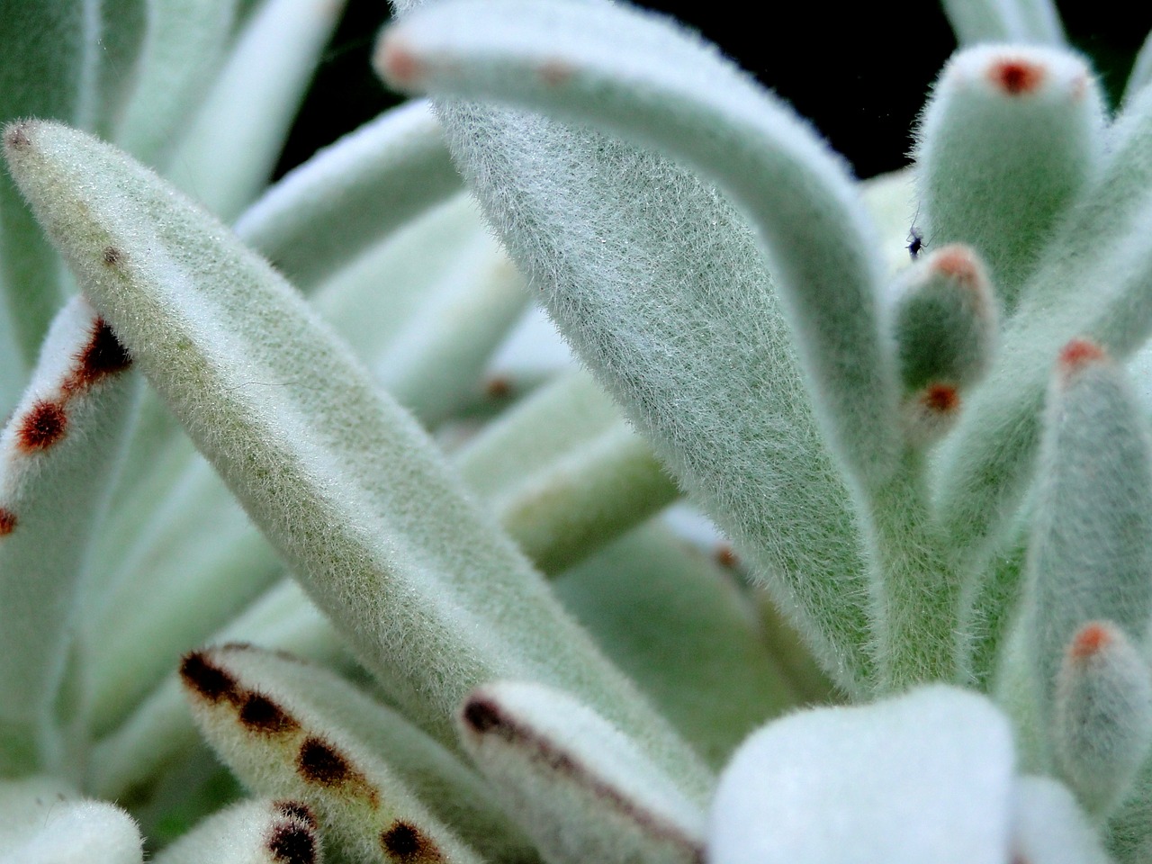 26 Gorgeous Low Maintenance Houseplants to Brighten Your Home