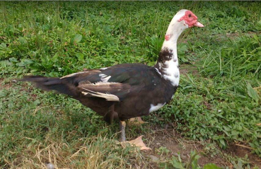 Everything You Need to Know about Duck Molting and Care