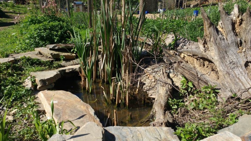 5 Reasons to Start a Pollinator Garden (and 6 Tips to Help You Do It)