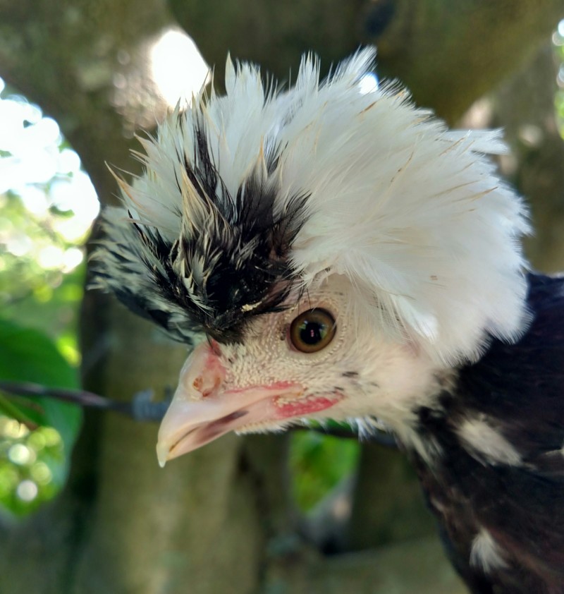About Polish Chickens: The Royalty of the Poultry World