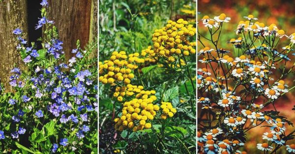 28 Medicinal Herbs You Need to Have in Your Garden