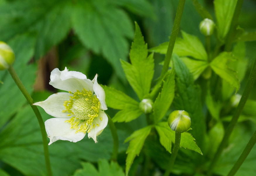 30 Gorgeous Ground Cover Plants to Enrich Your Garden