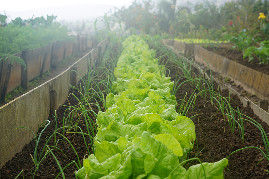 Plan the Perfect Canning Garden to Save Yourself Tons of Time and Money
