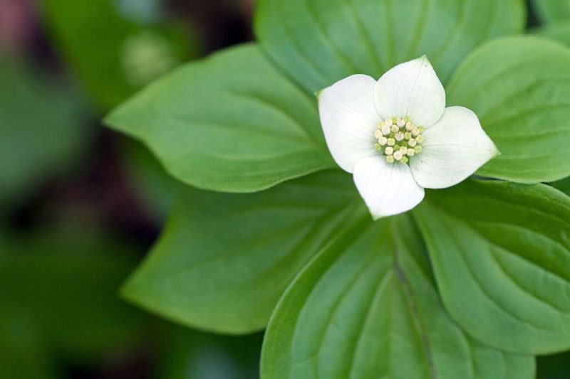 30 Gorgeous Ground Cover Plants to Enrich Your Garden