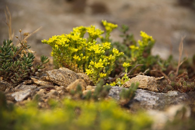 30 Gorgeous Ground Cover Plants to Enrich Your Garden