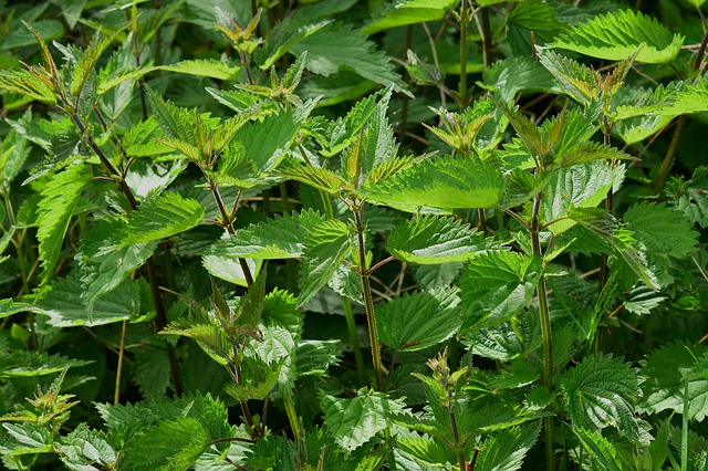 28 Edible Weeds You Can Find in Your Own Backyard