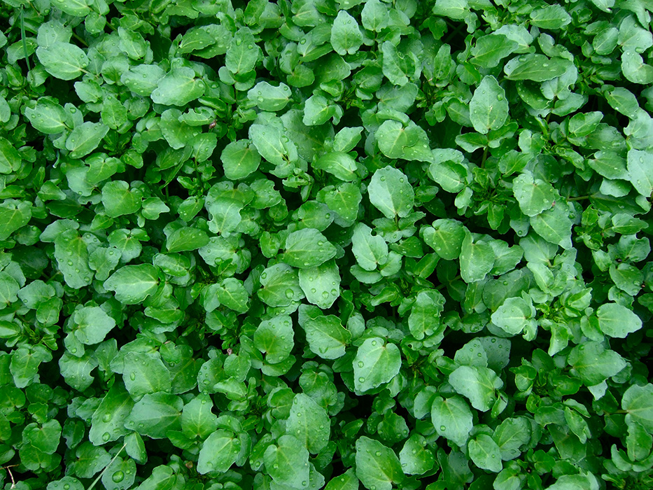 50 Edible Wild Plants You Can Forage for a Free Meal