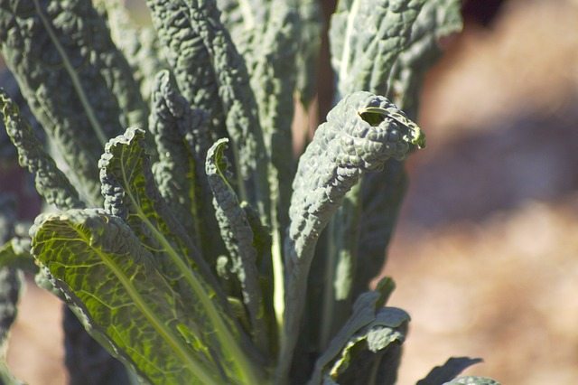 Growing Kale: The Complete Guide to Plant, Grow, and Harvest Kale