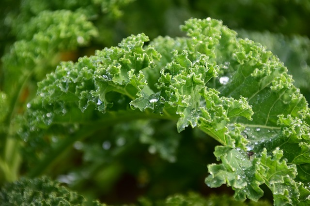 Growing Kale: The Complete Guide to Plant, Grow, and Harvest Kale