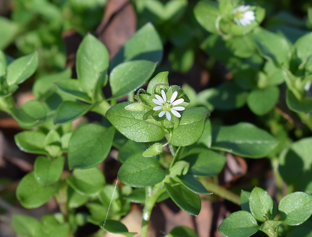 50 Edible Wild Plants You Can Forage for a Free Meal