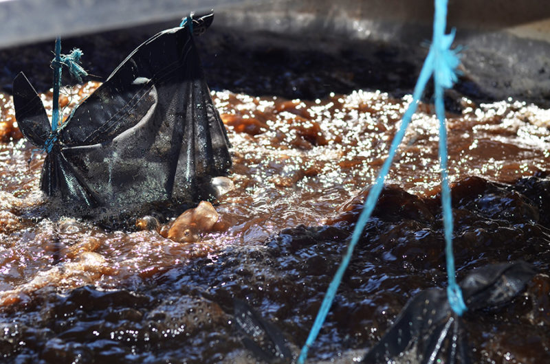 The Ultimate Compost Tea Recipe to Give Your Plants a Big Boost
