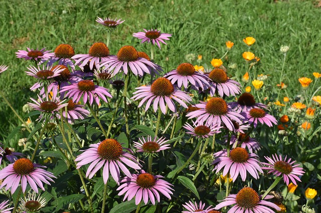 Growing Echinacea: The Complete Guide to Plant, Grow, and Harvest Echinacea