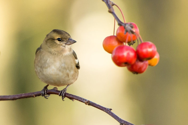 Growing Cherries: The Complete Guide to Plant, Care, and Harvest Cherries