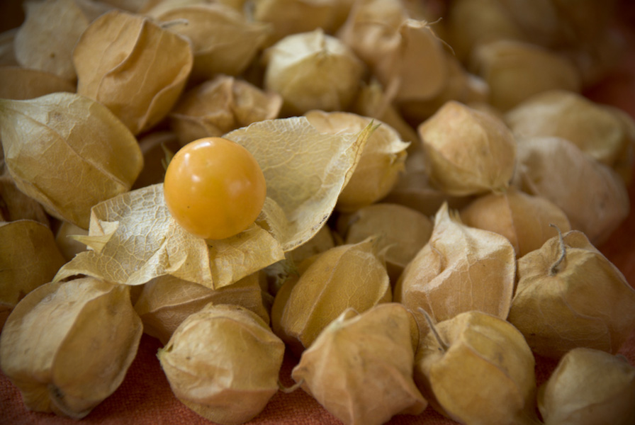 Growing Ground Cherries: How to Plant, Care, and Harvest Ground Cherries