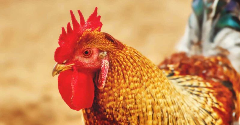 Olive Egger Chickens: Enchanting Green Egg Laying Chicken Breeds