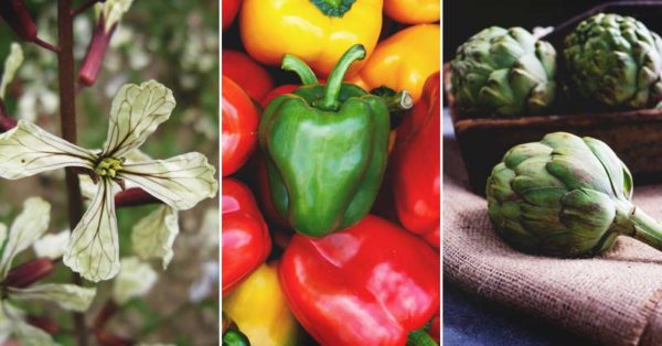 Zone Eight Gardening: Some Tips and List of Plants You Can Grow