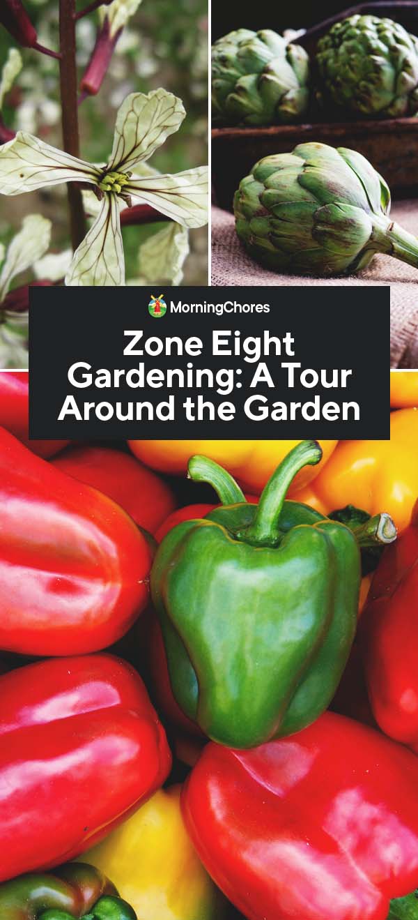 Zone Eight Gardening: Some Tips and List of Plants You Can Grow