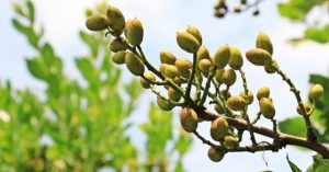 Growing Pistachios: The Complete Guide to Plant, Grow, & Harvest Pistachios